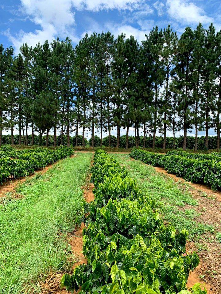 Our Experimental Coffee Trees - Zingerman's Community of Businesses