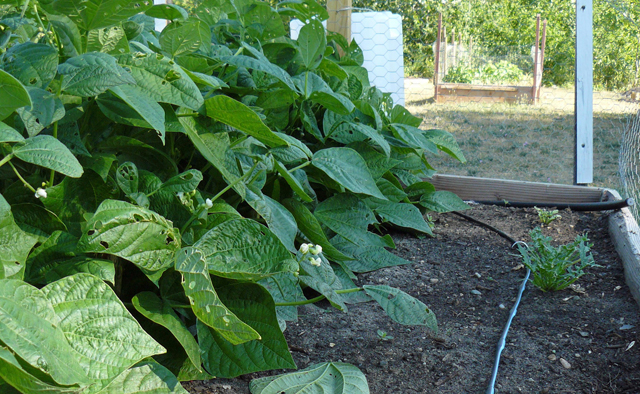 Mail Order's Vegetable Garden - Zingerman's Community of Businesses