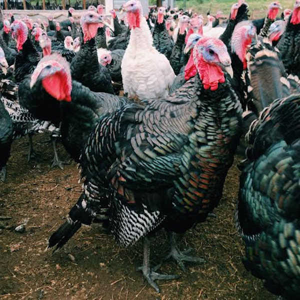 Heritage Turkeys at Zingerman's Mail Order - Zingerman's Community of ...